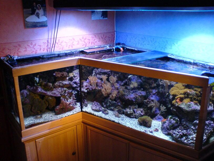 L-Form Aquarium