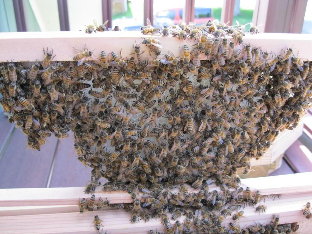 8 frame Med. foundationless swarm week 1 | Beesource Beekeeping Forums