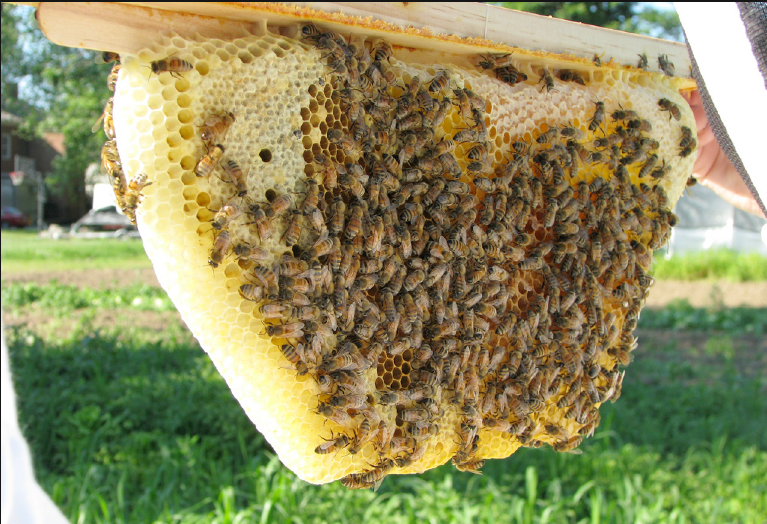 Kenyan Top Bar Hive, first hive! | Beesource Beekeeping Forums