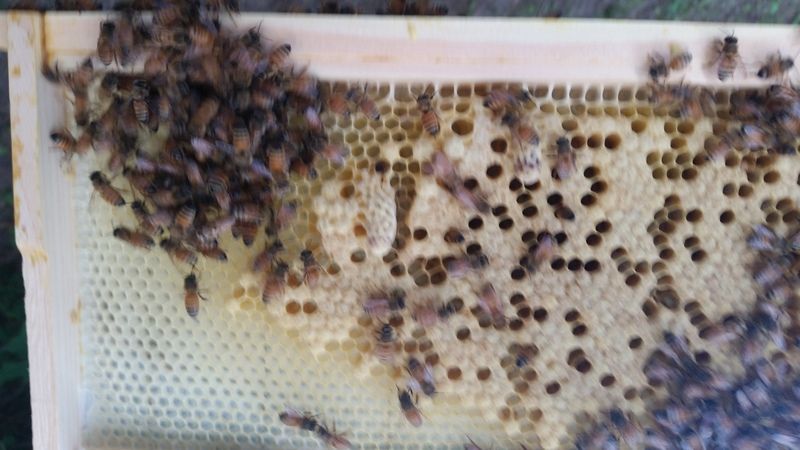 N00bee here, Queenless colony after package install on 5/7. Need help. | Beesource Beekeeping Forums
