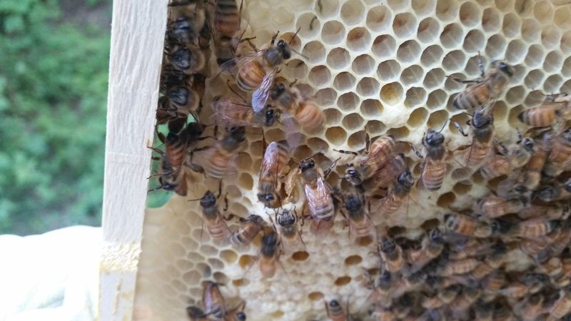 N00bee here, Queenless colony after package install on 5/7. Need help. | Beesource Beekeeping Forums