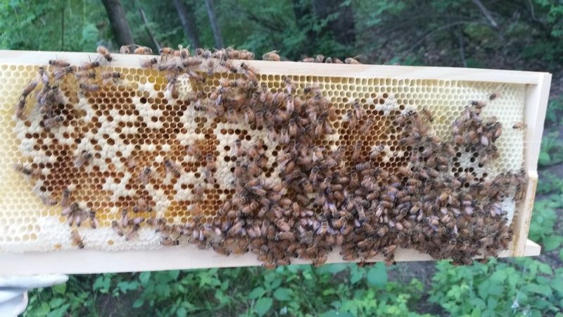 N00bee here, Queenless colony after package install on 5/7. Need help. | Beesource Beekeeping Forums