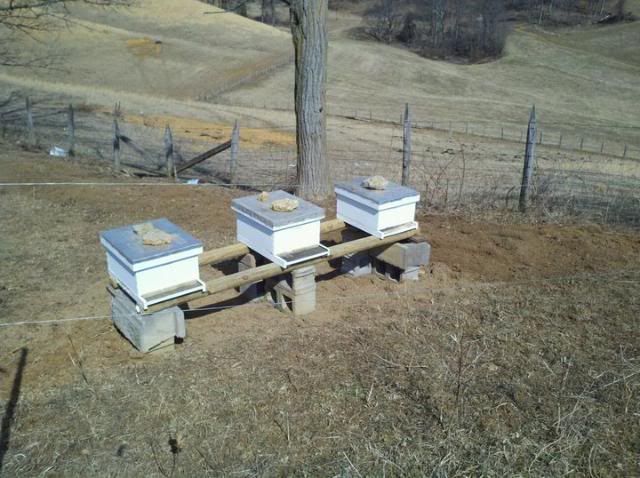 Hives are set up and ready | Beesource Beekeeping Forums