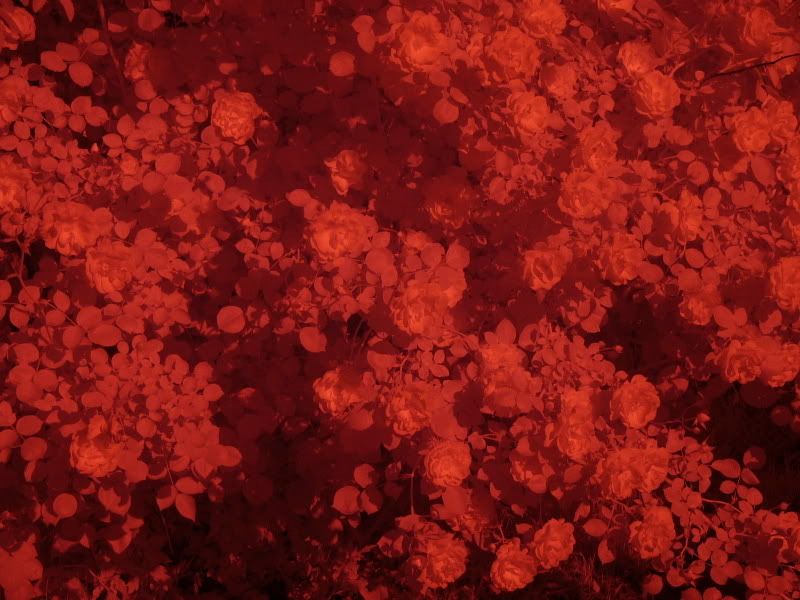 Disapointing results with K20D + Infrared - Page 2 - PentaxForums.com