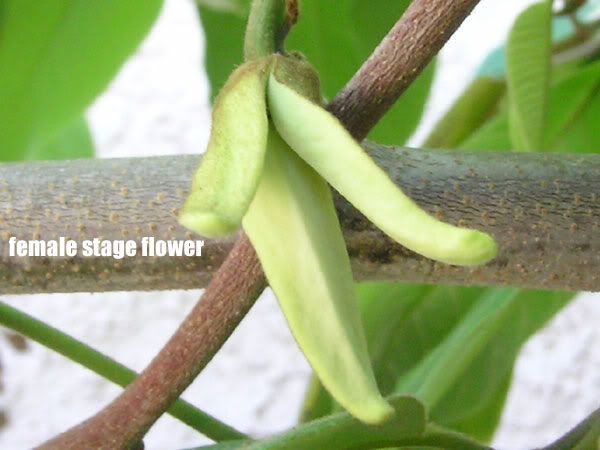 How To: Cherimoya Pollination