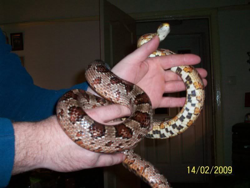 Female Kisatchie Adult Corn Snake for rehoming | Reptile Forums