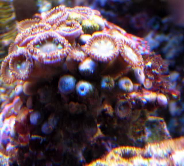 Brown "Fungus" on Zoas | Reef2Reef