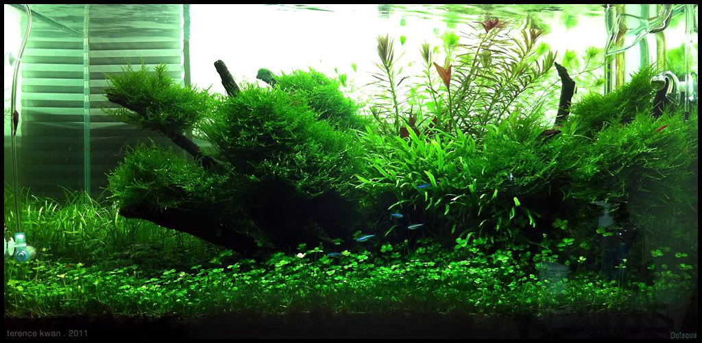 Jinsei888's Do!Aqua 90P + ADA Journal | Aquatic Plant Forum
