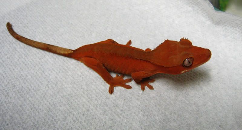 New Chahoua and Cherry Crested Gecko | Gecko Forums