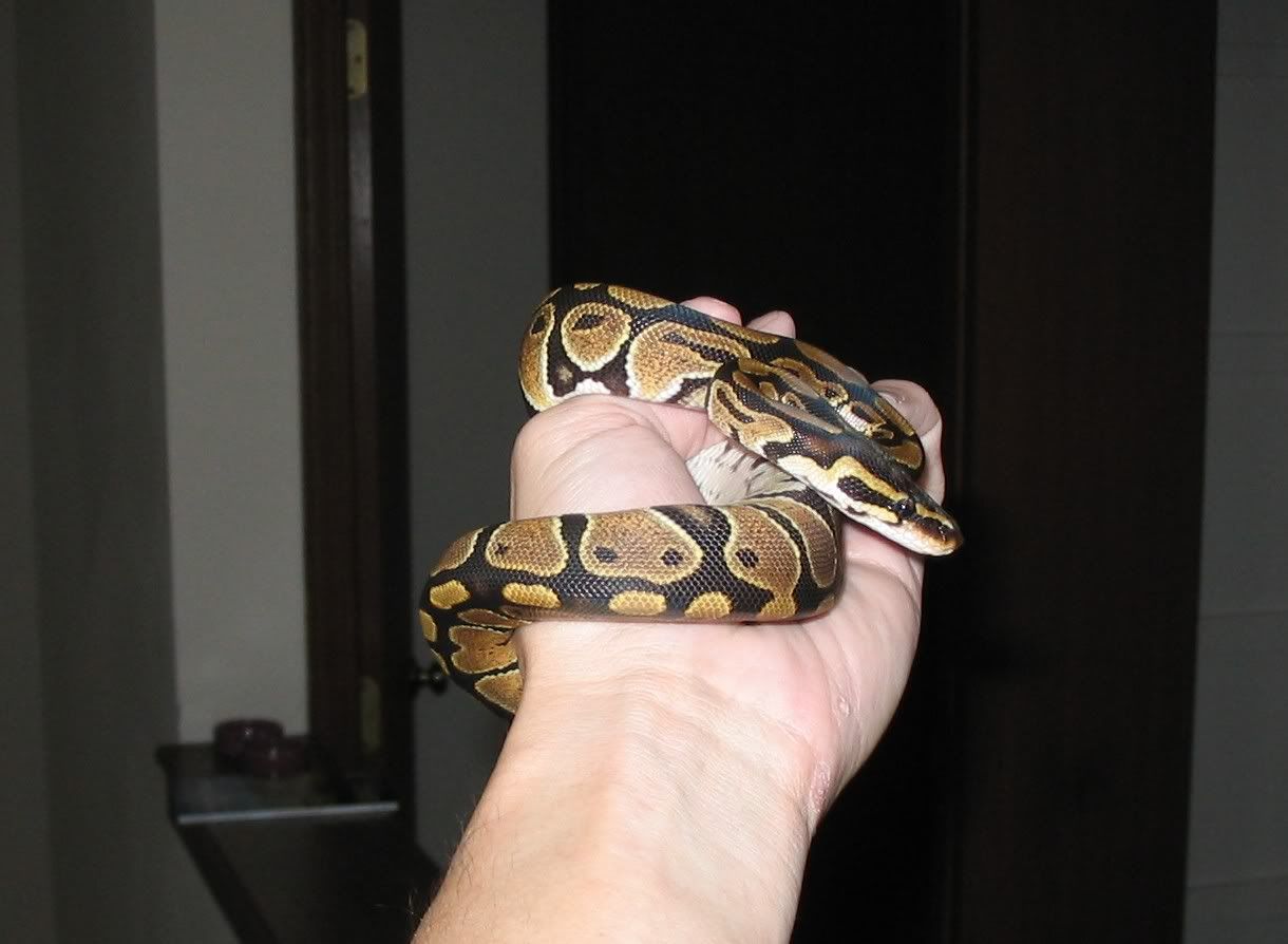 New Baby Ball Python Won't Eat - Other Herps - Turtle Forum