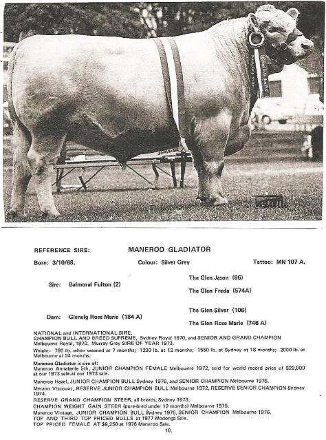 What about a crash course for Murray Greys | CattleToday.com - Cattle, Cow & Ranching Community