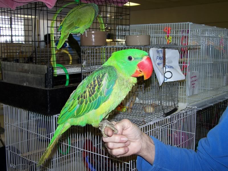 Great Billed Parrot | Avian Avenue Parrot Forum