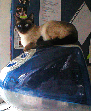 Flickering cursor and self-scrolling | MacRumors Forums