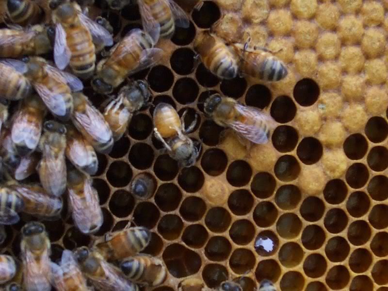 DWV? Need Advice | Beesource Beekeeping Forums