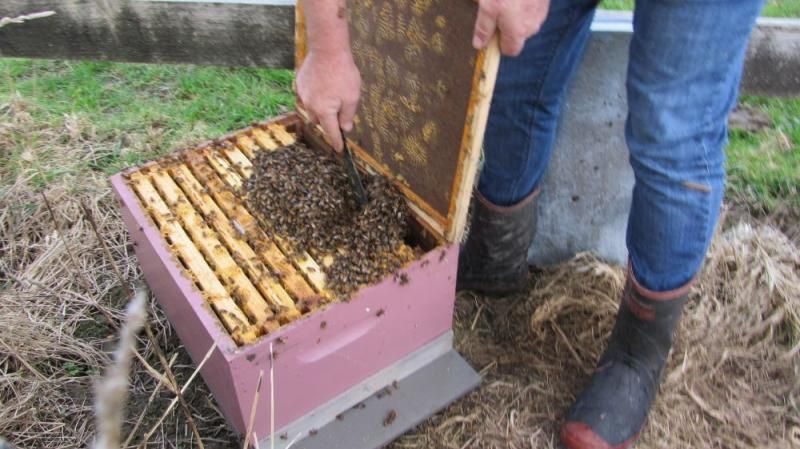 First tbh | Beesource Beekeeping Forums