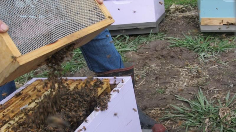 First tbh | Beesource Beekeeping Forums