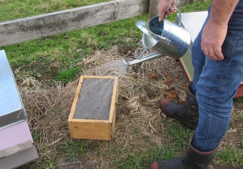 First tbh | Beesource Beekeeping Forums