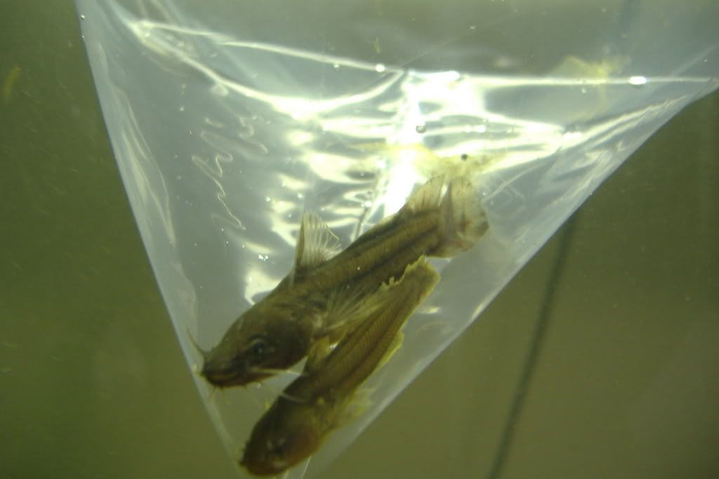 Tadpole Madtom? | MonsterFishKeepers.com