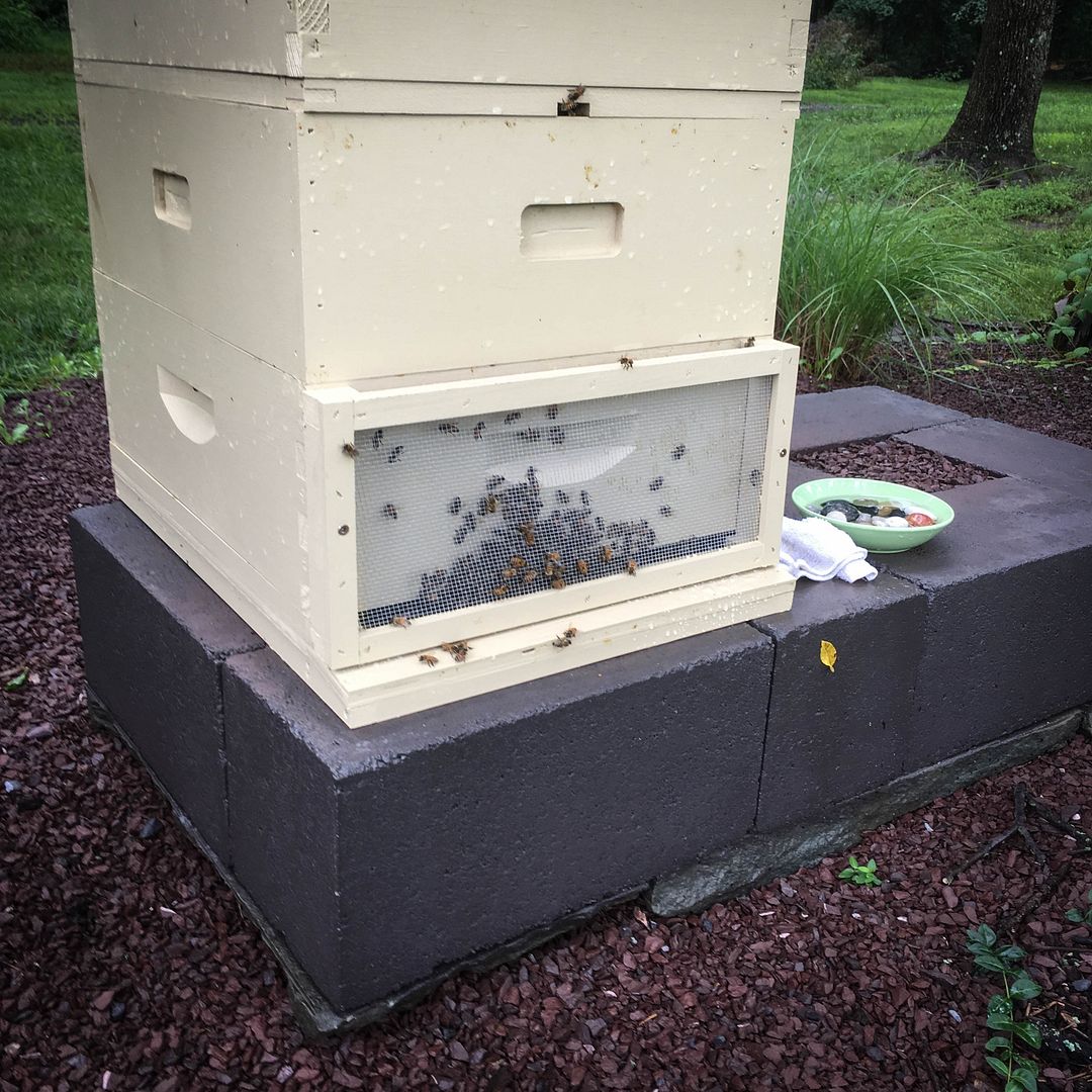 diy robbing screen | Beesource Beekeeping Forums