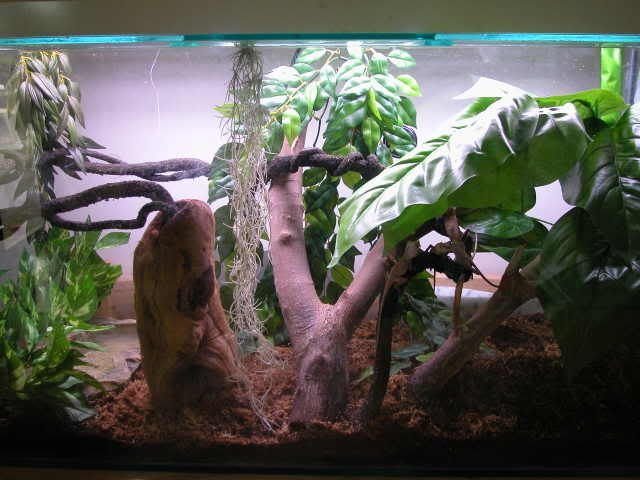Southern forest dragon enclosure pics | Aussie Pythons & Snakes Forum