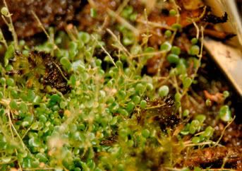 who is growing U. aureomaculata? - Utricularia - Carnivorous Plants UK