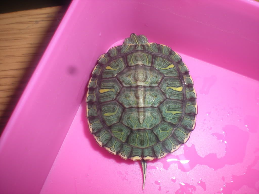 Redearslider.com :: View topic - New baby RES turtle shell? is this ok?