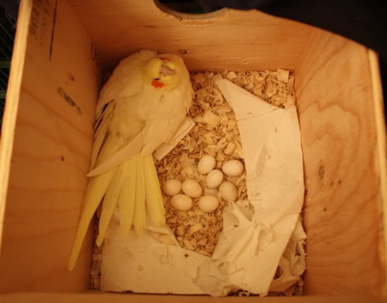 Cockatiel Laying Eggs