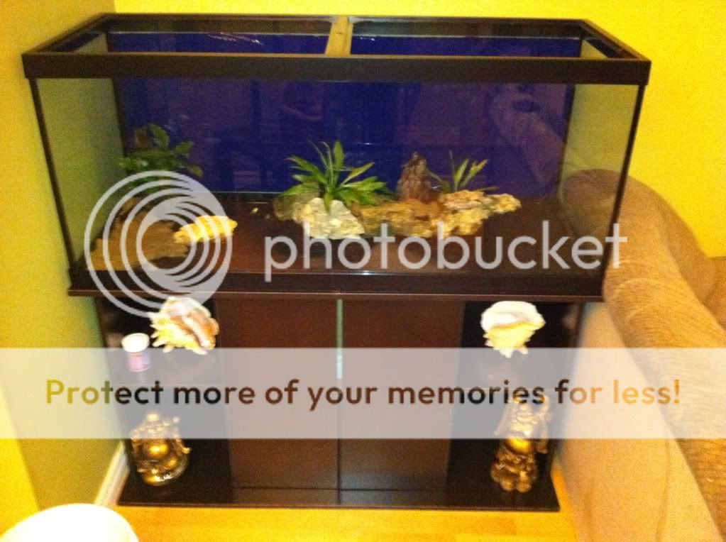 My 75 gallon planted | GTA Aquarium Forums