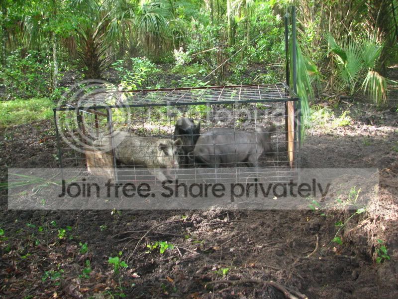 Pictures of your Hog Trap | GON Forum