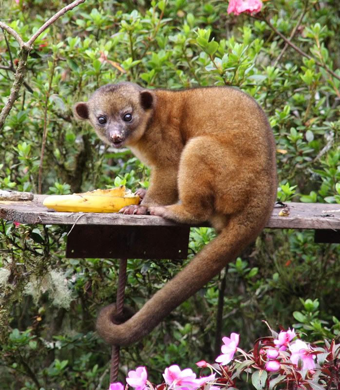 Perro De Monte | Photography Forum