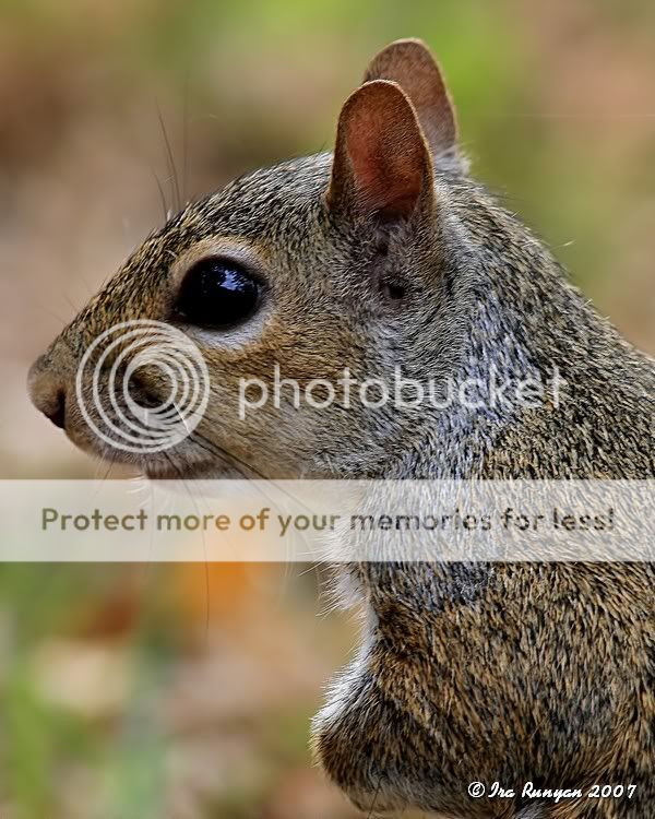 Squirrel with Bot Fly larva hole -- Wildlife in photography-on-the.net ...