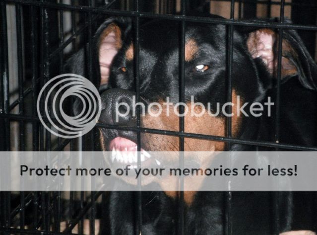 Dobermans Can Be SO Goofy! | Doberman Forum : Doberman Breed Dog Forums