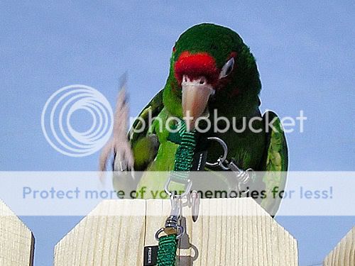 Harness Brands | Parrot Forum 🦜 Parrot Owners Community