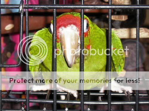 2 Sun Conures in a cage | Avian Avenue Parrot Forum