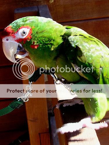 2 Sun Conures in a cage | Avian Avenue Parrot Forum
