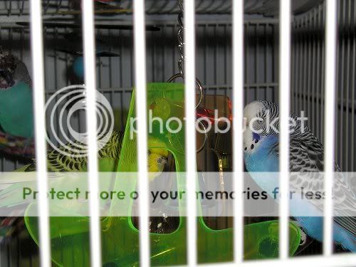 Parakeet afraid of the dark? | Parrot Forum 🦜 Parrot Owners Community