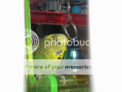 Parakeet afraid of the dark? | Parrot Forum 🦜 Parrot Owners Community