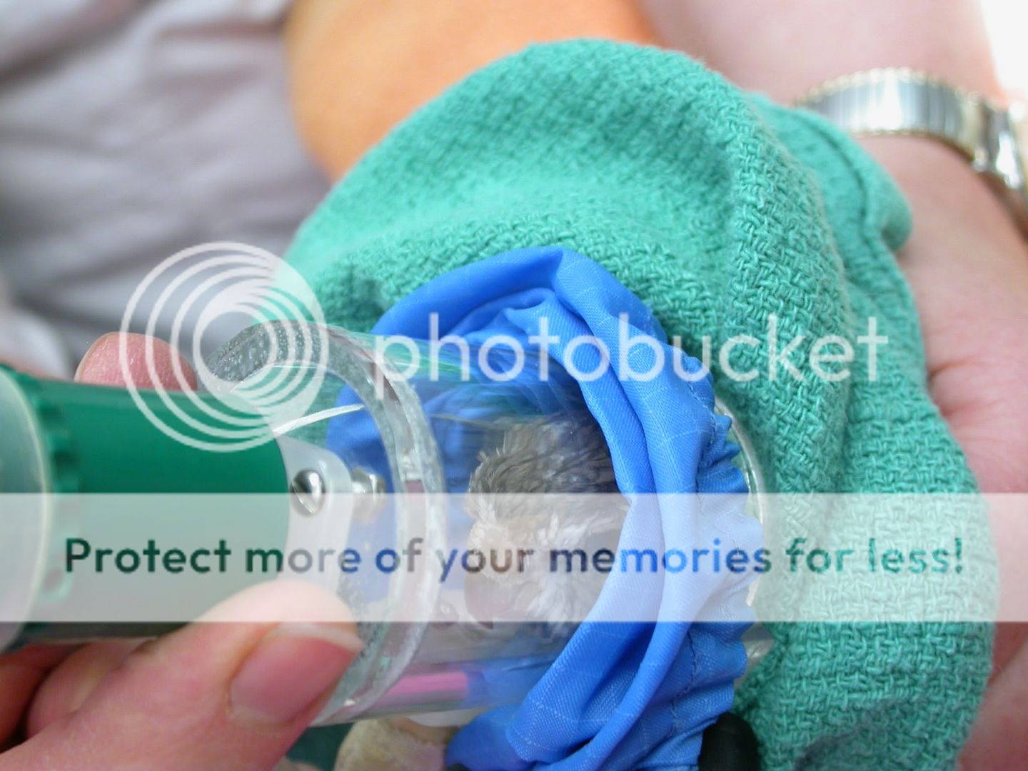 Cancer diagnosis... | Avian Avenue Parrot Forum