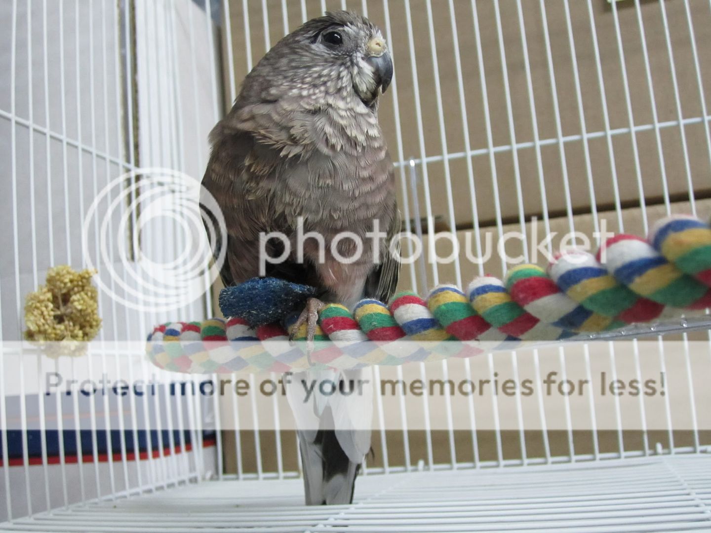 Cancer diagnosis... | Avian Avenue Parrot Forum