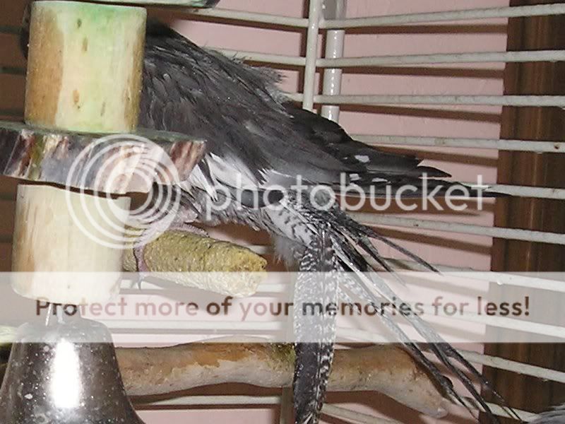 anyone come across this before? | Avian Avenue Parrot Forum