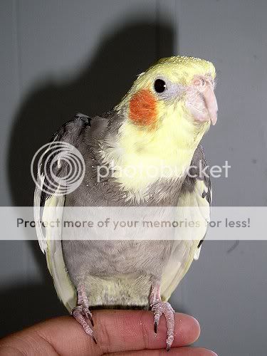 Black mark on his beak :S | Avian Avenue Parrot Forum