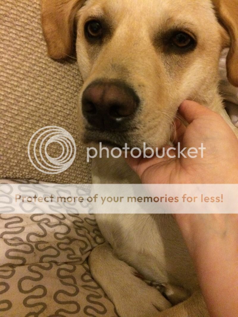 One stupid labrador..!!! | UK Pet Forums Forum
