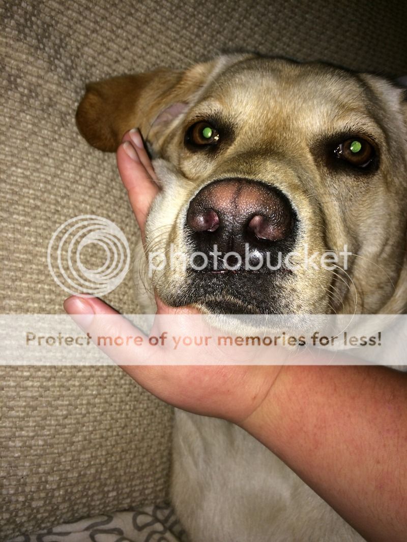 One stupid labrador..!!! | UK Pet Forums Forum