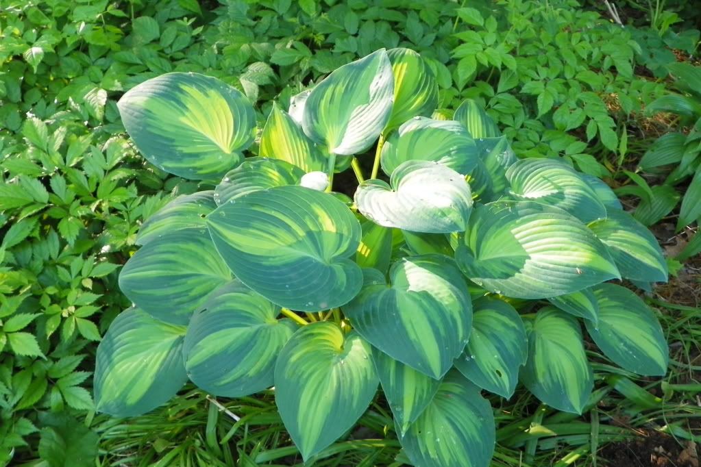 Best Hostas to Grow: Part 1 – The Classics | petiolejunction