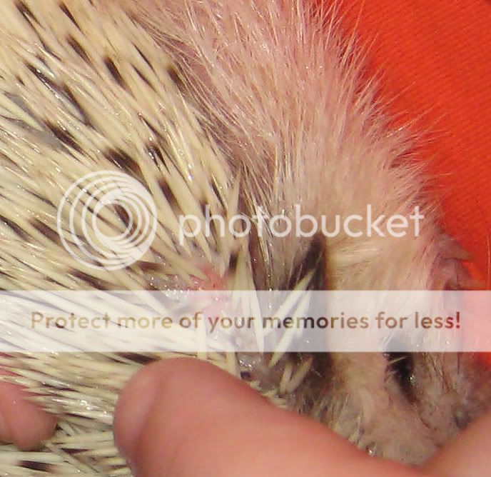 Hedgehog injury? Plus, cute pictures.: hedgehogs — LiveJournal