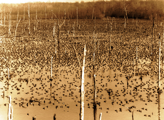 Old duck whackin pics | Refuge Forums