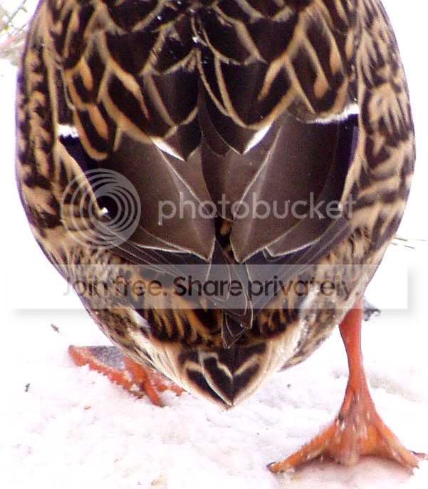 Hot Rods - How to duck tail a 32 ford roadster | Page 2 | The H.A.M.B.