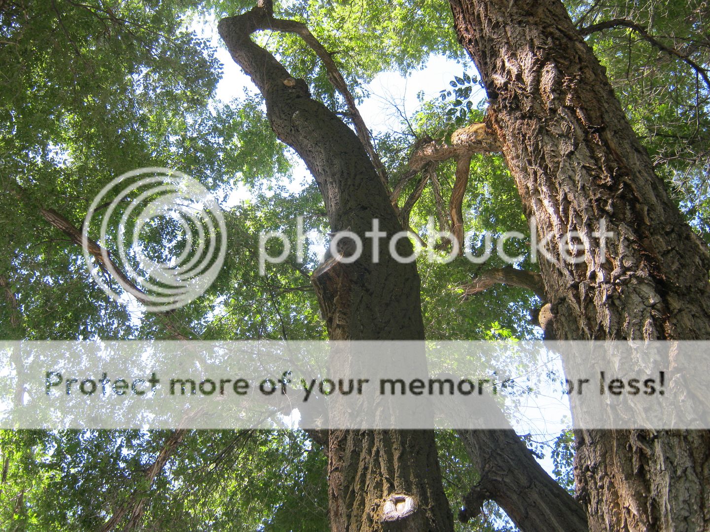 Stuck Up A Tree With No Way To Get Down? JUMP! | craving a life