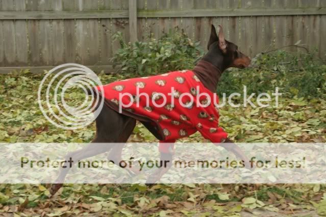 Fleece Dog Pajamas | Doberman Forum : Doberman Breed Dog Forums
