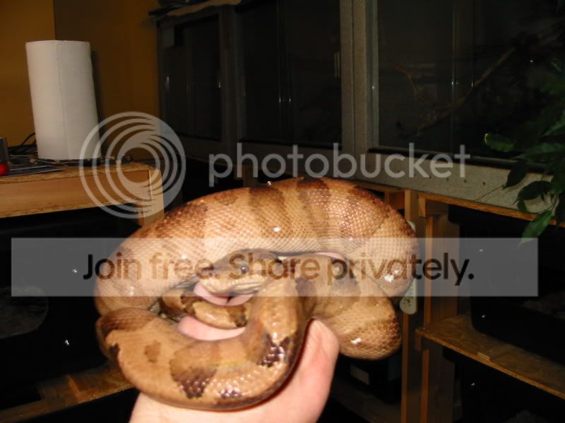 Annulated tree boas(Corallus annulatus) | Reptile Forums